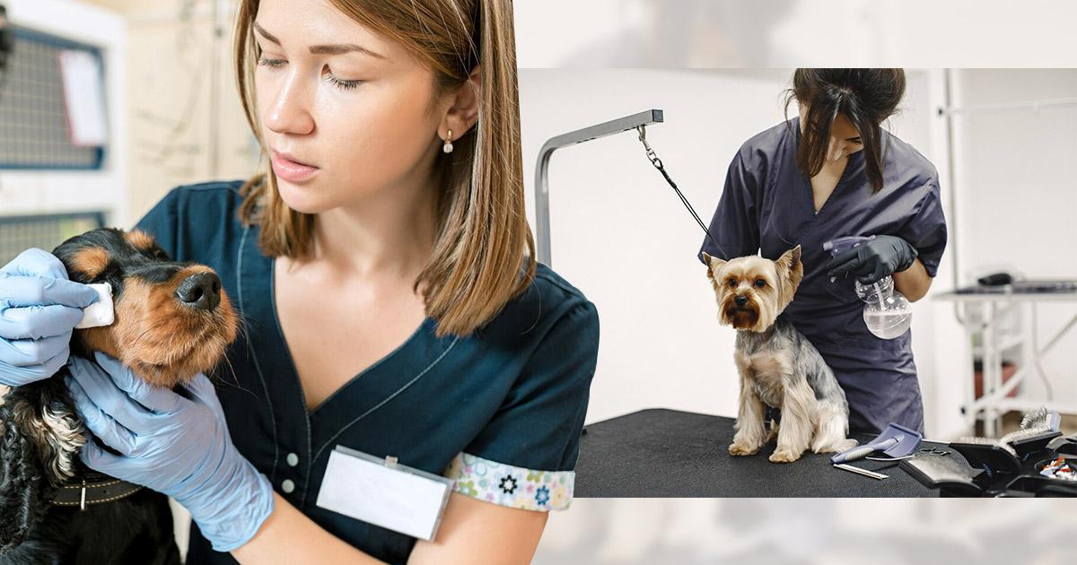 Turn Your Home into a Dog Grooming Salon: Licensing & Setup