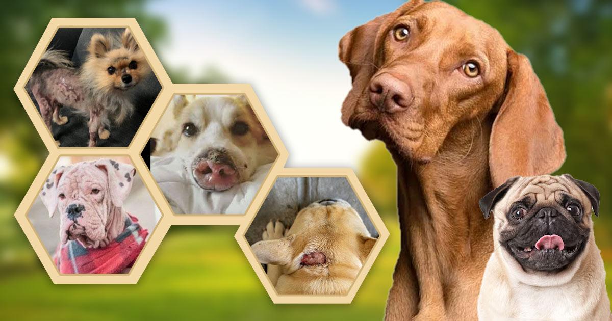 Cutaneous Vasculitis: What Does it Look Like in Dogs